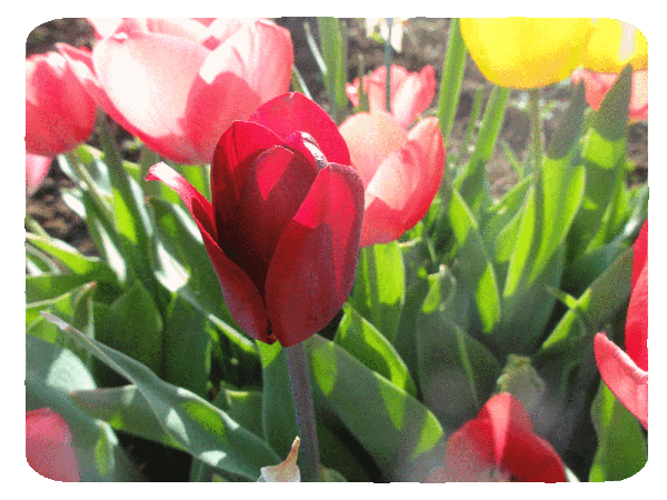 gifs tubes printemps - Balades comtoises