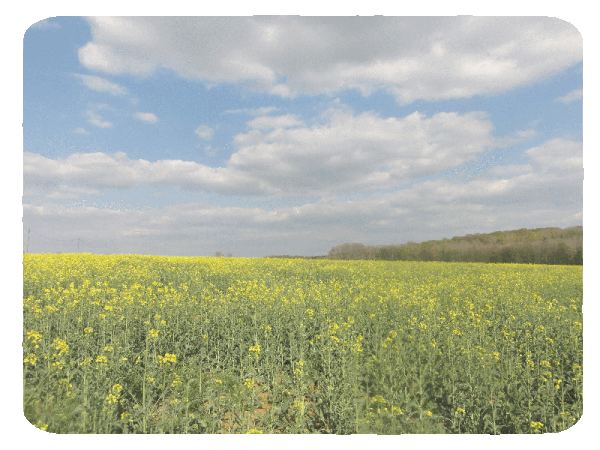 gifs tubes printemps - Balades comtoises