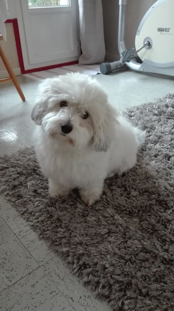 Nouvelles d‘ Isabelle et d’Iloo, 6 ans de bonheur - Vishka Land Coton ...