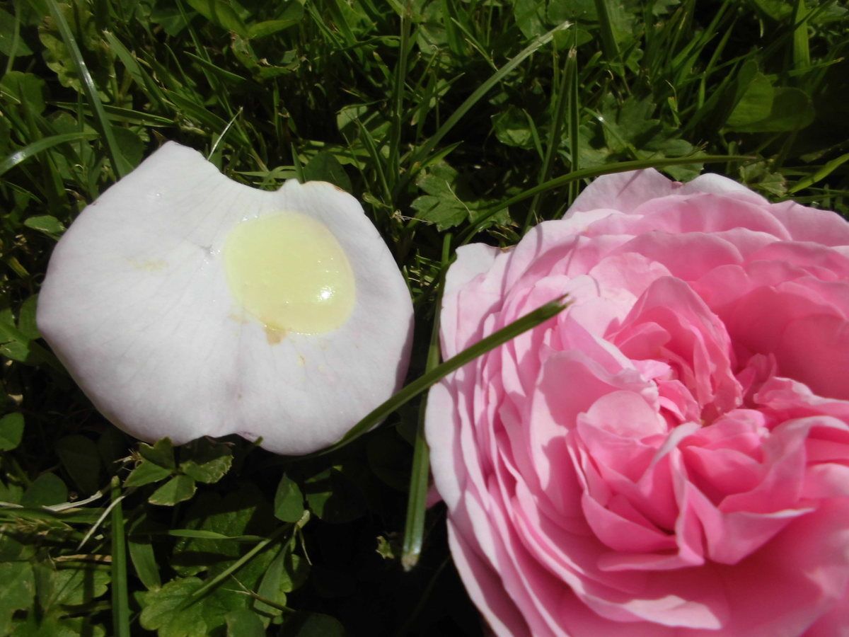 Gelée apaisante calmante après soleil aloe-tanaisie - 100 % Plantes Ma ... Gelée apaisante calmante après soleil aloe-tanaisie - 100 % Plantes Ma ...