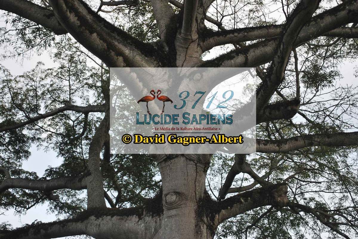 Biographie du fromager de la Martinique, croyances, légende et mystères ...