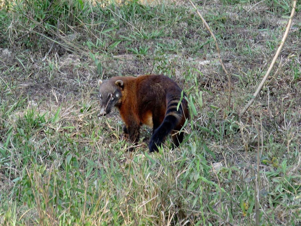 Une quinzaine dans le Mato Grosso - De la Canebière à Ushuaia