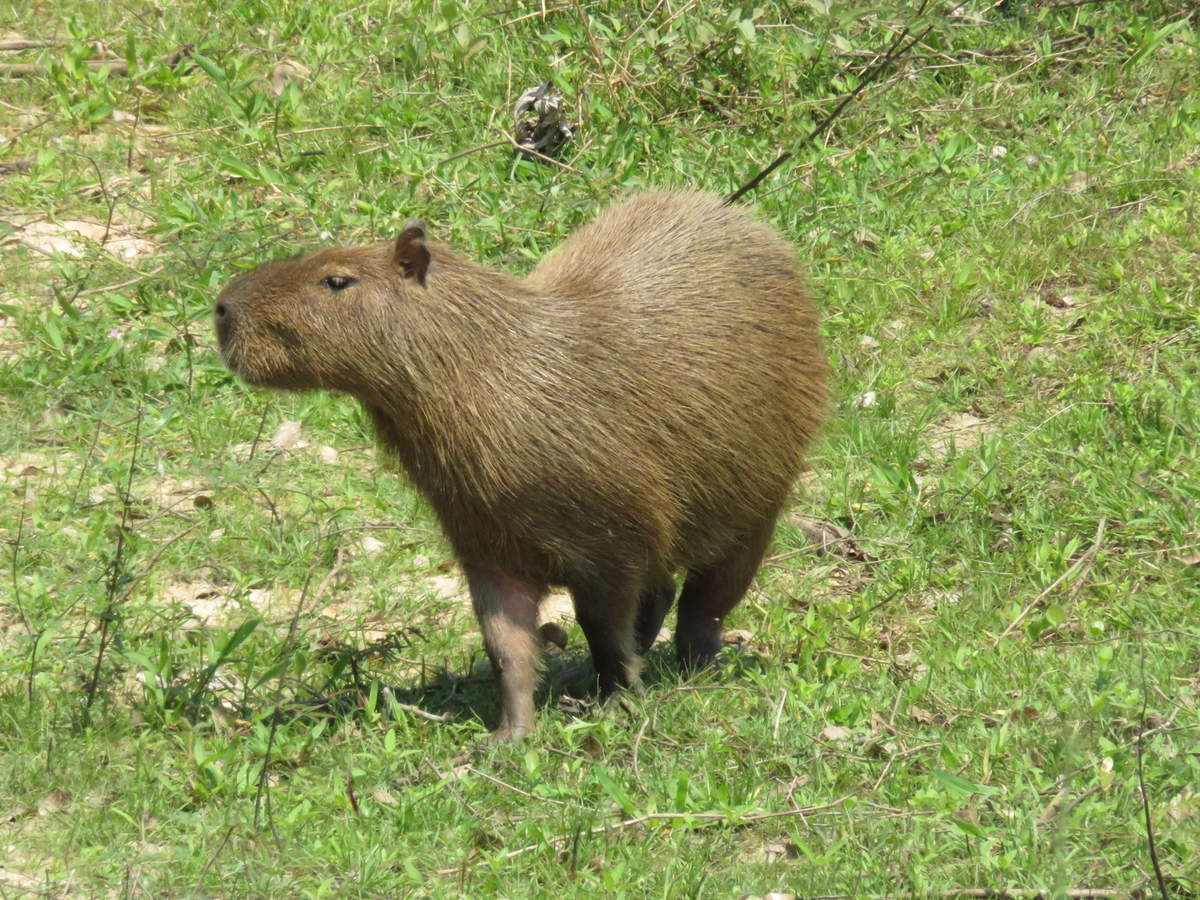 Une quinzaine dans le Mato Grosso - De la Canebière à Ushuaia