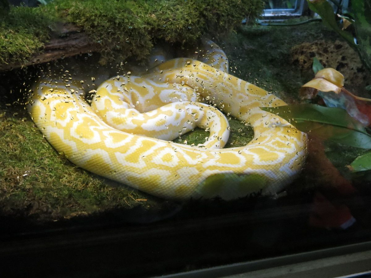 lundi 29/09 : sortie à la ménagerie du jardin des plantes ...