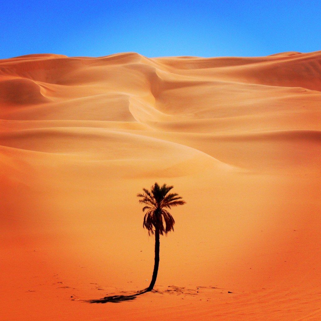 Palmier désert - Le blog de Patrick Maucci