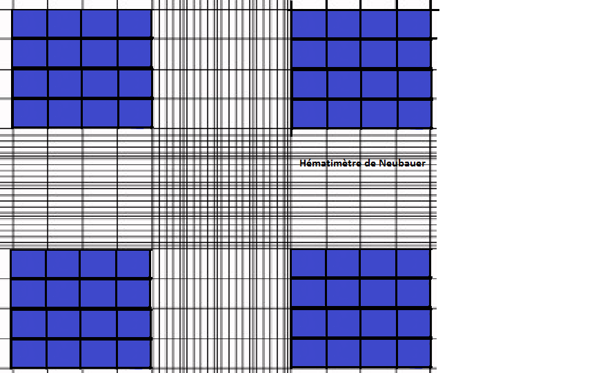 cellule de neubauer