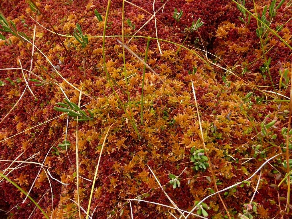 Hautes-Vosges : ROUGE FEIGNE (alt. 1129 m) - 16 - . - VOSGES - PALATINAT