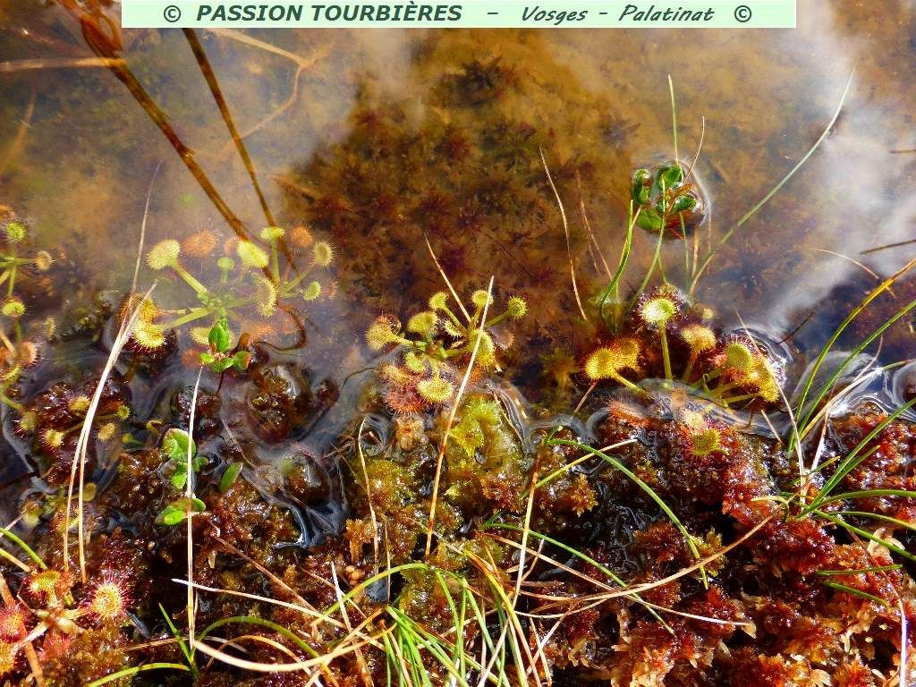 Hautes-Vosges : ROUGE FEIGNE (alt. 1129 m) - 17 - . - VOSGES - PALATINAT