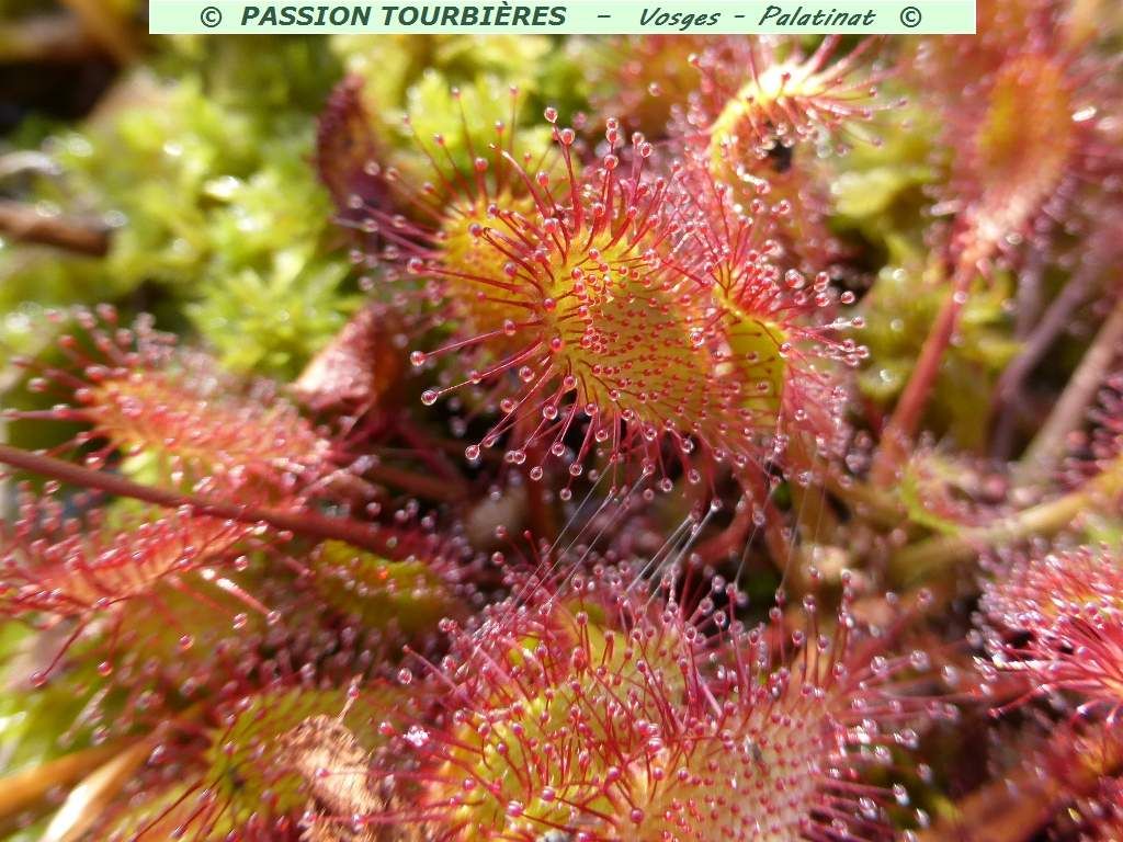 Hautes-Vosges : ROUGE FEIGNE (alt. 1129 m) - 17 - . - VOSGES - PALATINAT