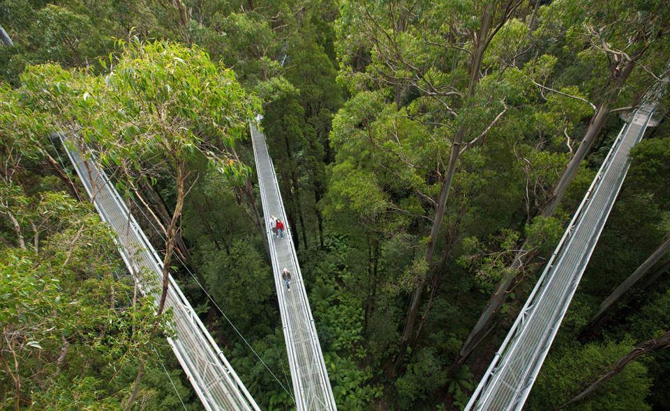 Kulim Tree Top Walk