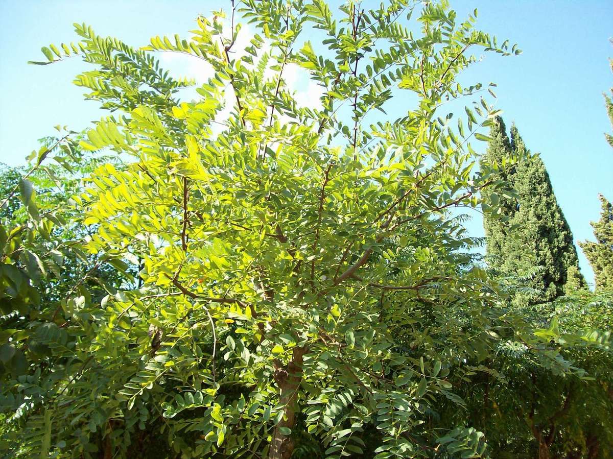 Acacias Arbre