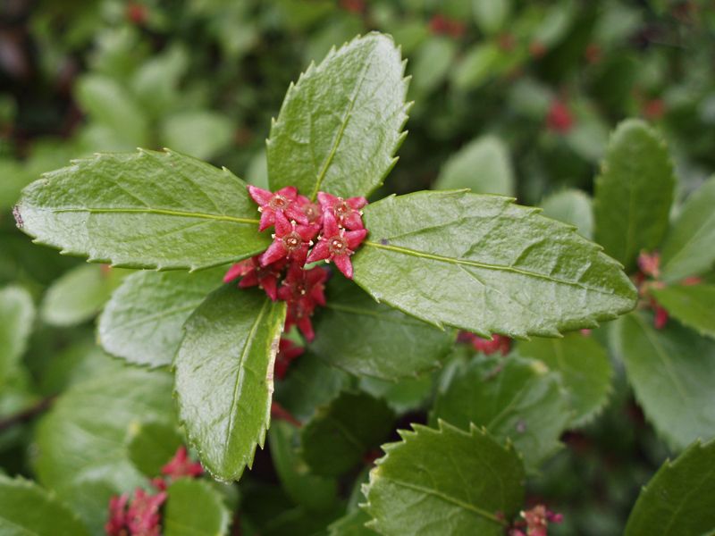 Plant List #5 - jenniferquirion.over-blog.com