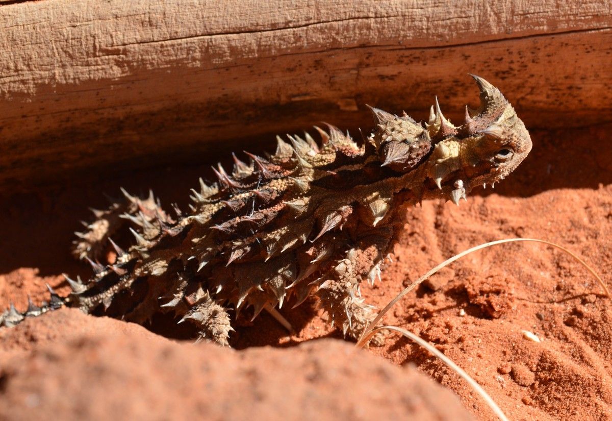 Alice Spring, NT - Un petit tour en Australie...