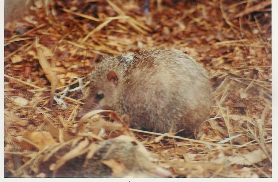 Conte: Le mari et ses deux femmes. - Agir avec Madagascar