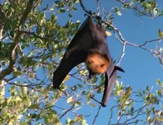 Conte: L’histoire de la chauve-souris - Agir avec Madagascar