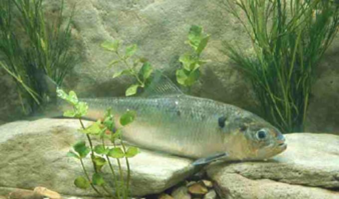 L'ALOSE - LA TRUITE PELUSSINOISE