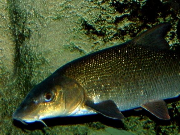 LE BARBEAU COMMUN (Barbus barbus) - LA TRUITE PELUSSINOISE