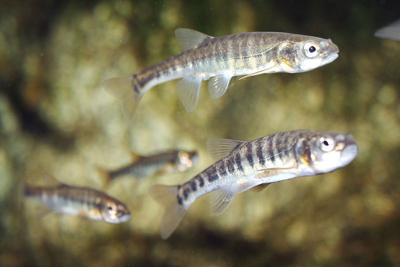 LE VAIRON Phoxinus phoxinus - LA TRUITE PELUSSINOISE