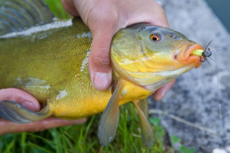 LA TANCHE DIT LE POISSON MEDECIN - LA TRUITE PELUSSINOISE