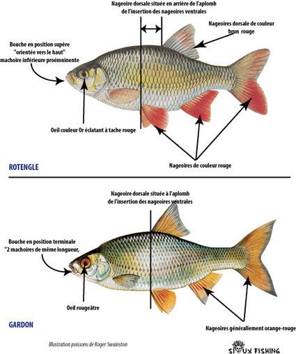 LE ROTENGLE (Scardinius erythrophthalmus) - LA TRUITE PELUSSINOISE