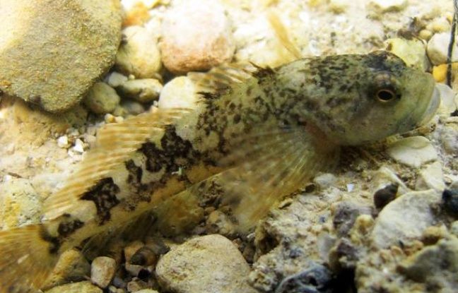 LE CHABOT DU LEZ Cottus Petiti - LA TRUITE PELUSSINOISE