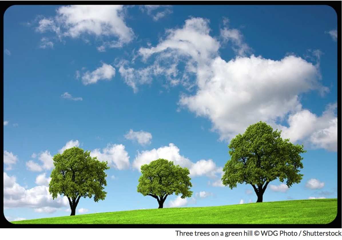 Pour grandir dans la foi : le conte des trois arbres - Paroisses de Jons, Jonage, Pusignan