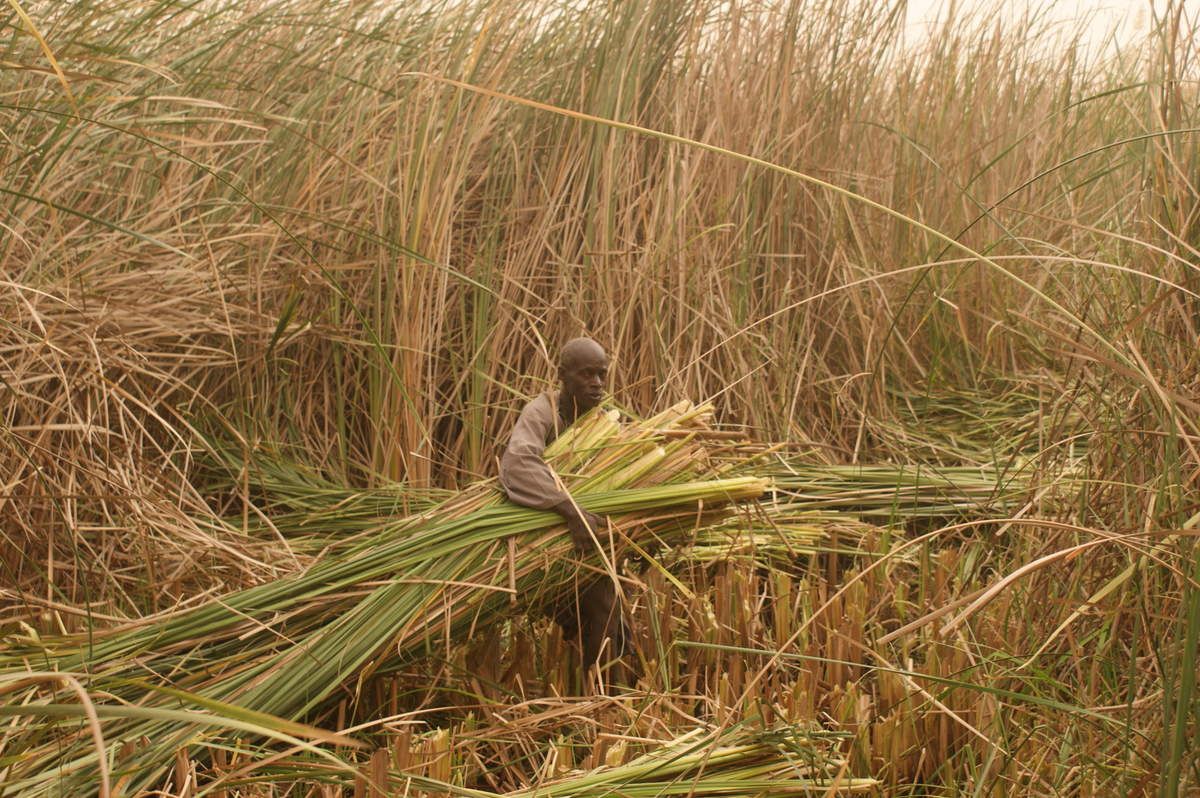 Le typha, envahissant ,nuisible...et utile. - Association TypHAS