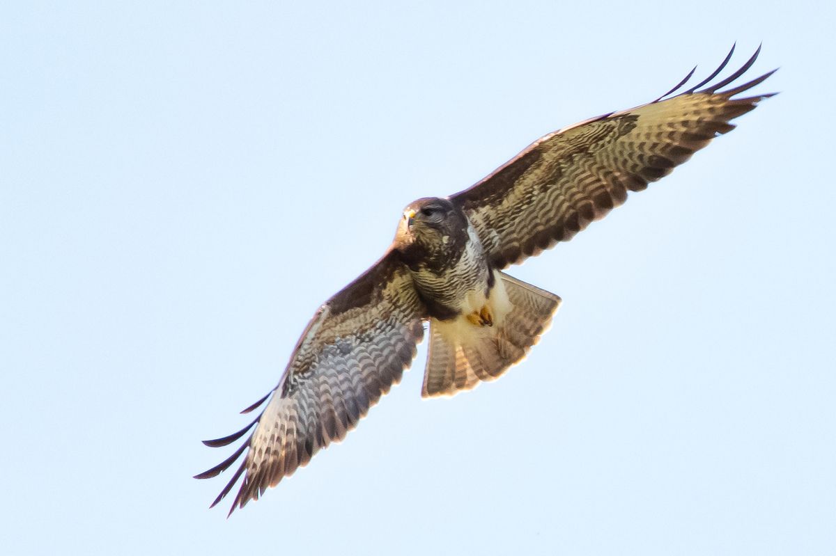 Buse variable - Aerotrash