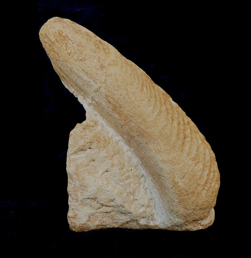 Inoperna sowerbyana. - BAJOCIEN14.COM