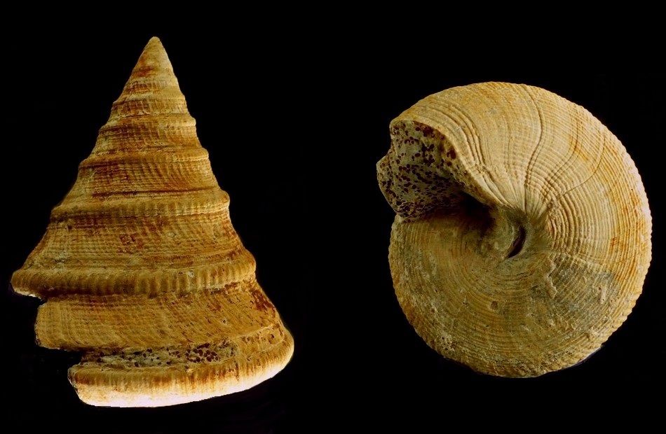 gastropodes bajocien superieur - BAJOCIEN14.COM