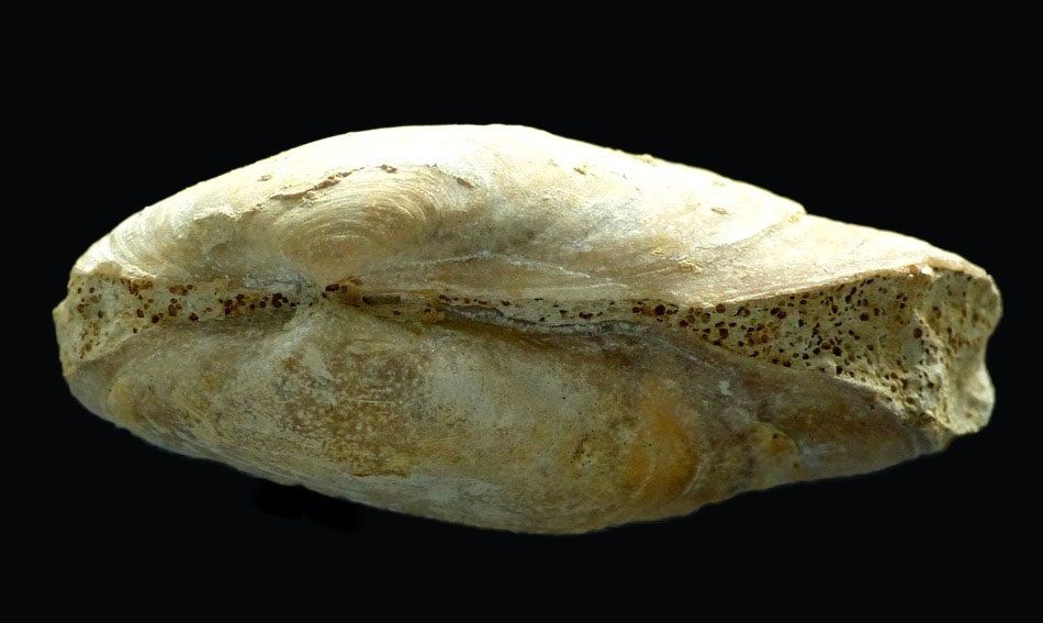 Panopea brockworthensis Cox 1947. - BAJOCIEN14.COM