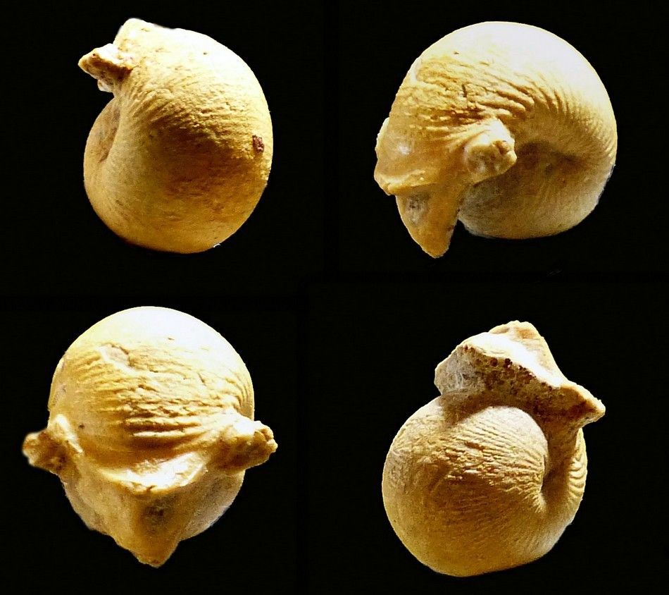 Sphaeroceras sp - BAJOCIEN14.COM