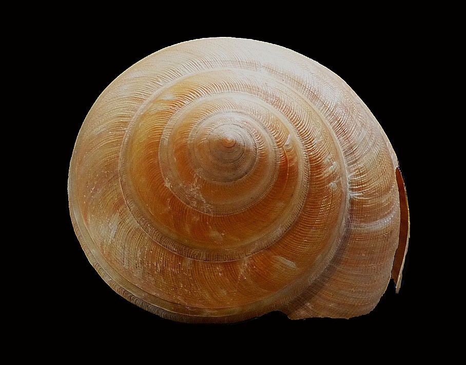 Pleurotomaire actuelle - BAJOCIEN14.COM