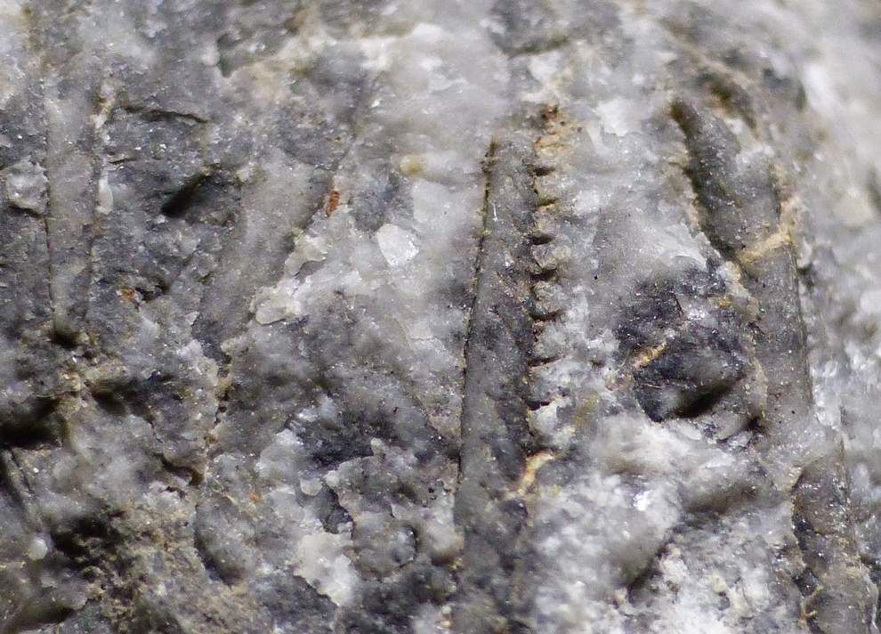 Monograptus de Sardaigne - BAJOCIEN14.COM