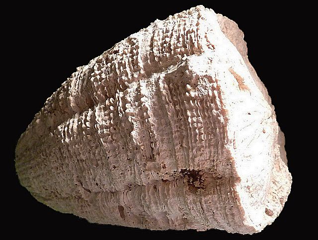 Hippurites radiosus. Desmoulins, 1826. - BAJOCIEN14.COM