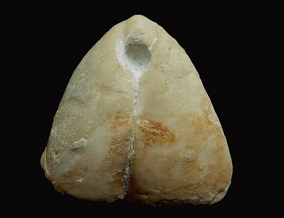 brachiopodes - BAJOCIEN14.COM