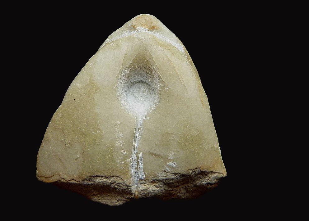 brachiopodes - BAJOCIEN14.COM