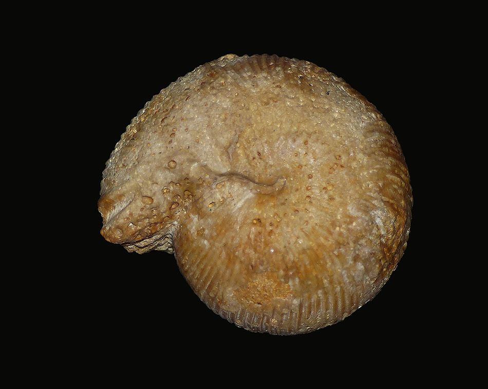 Sphaeroceras talkeetnanum - BAJOCIEN14.COM