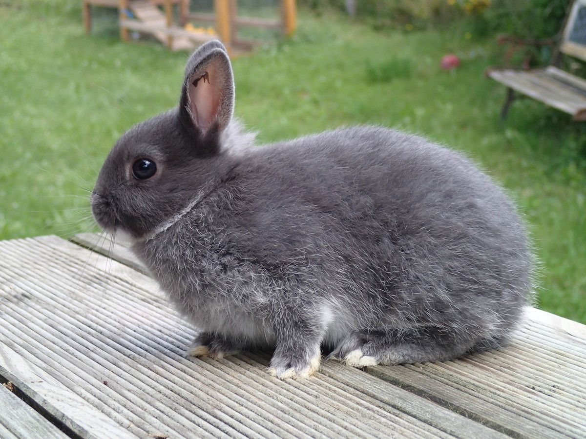 Lapereaux et jeunes à adopter - Elevage Passion Lapins