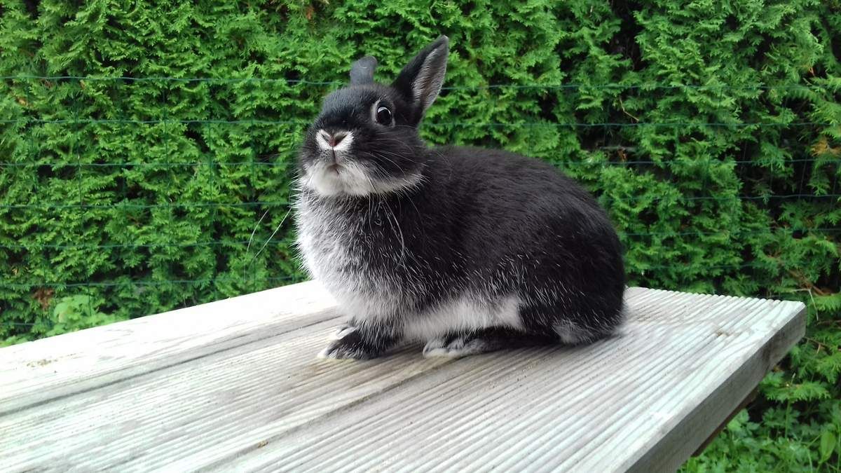 Lapereaux et jeunes à adopter - Elevage Passion Lapins