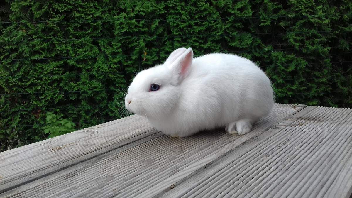 Lapereaux et jeunes à adopter - Elevage Passion Lapins