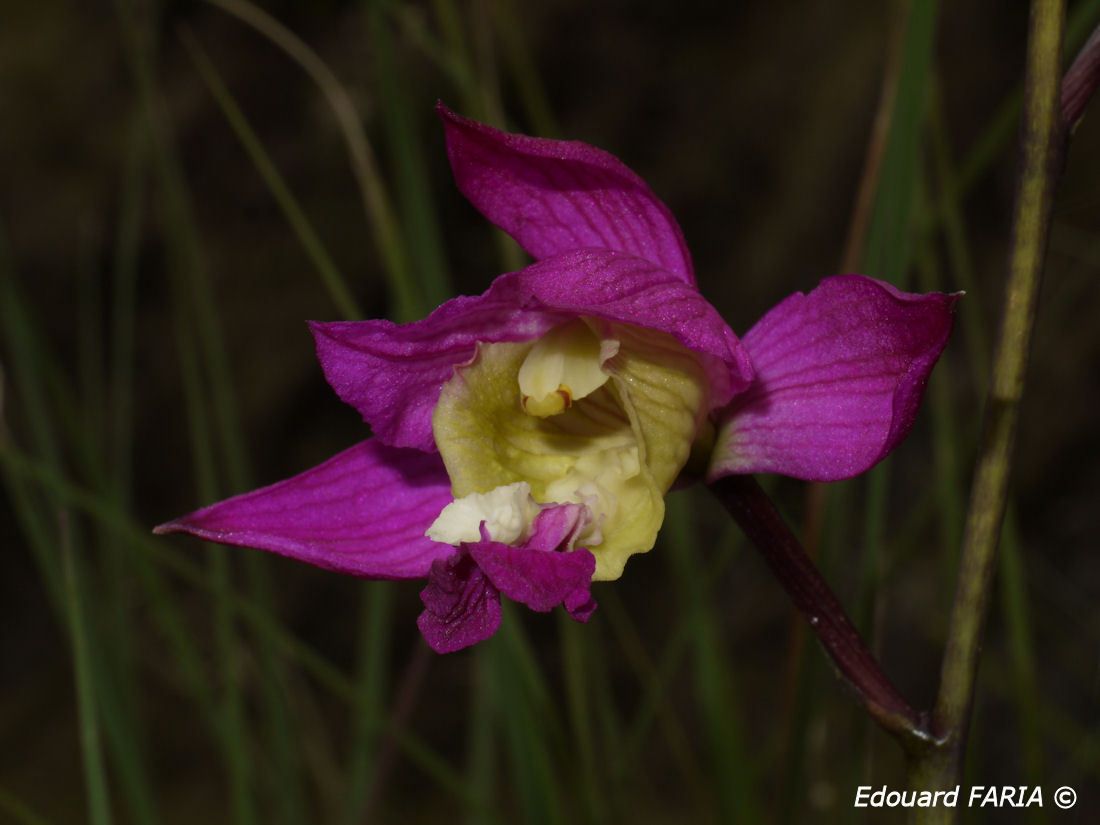 Virée au Mexique - Stanhopea passion