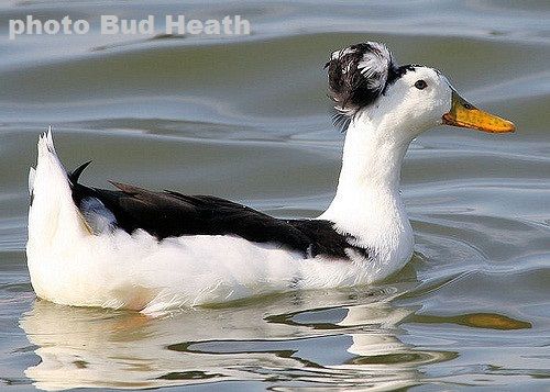 Les canards huppés - Blog de l'association FERME