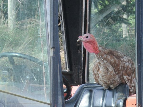 Recherche Dindon Rouge des Ardennes - Blog de l'association FERME