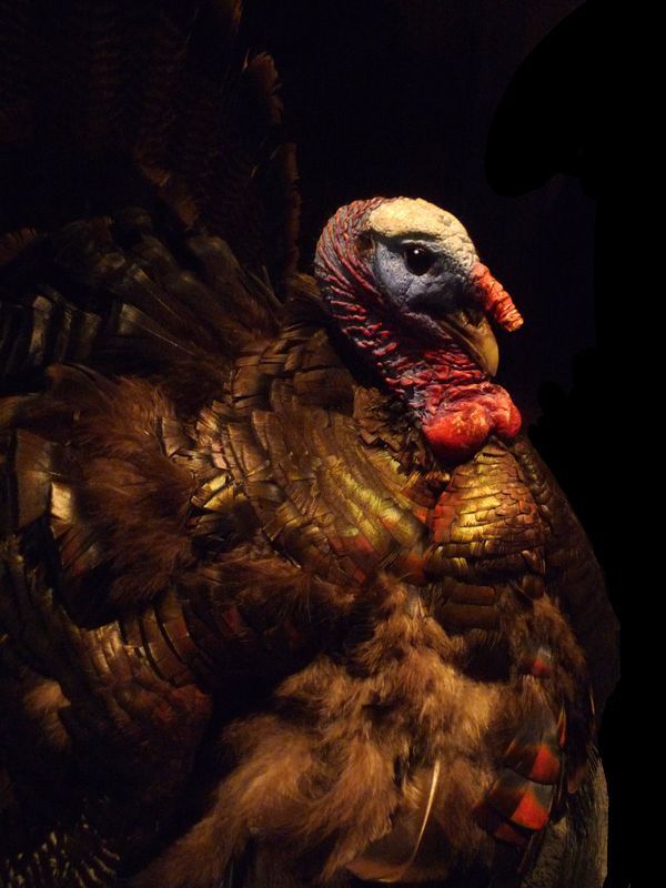 Qu'ils sont beaux les dindons (1/3) ! - Blog de l'association FERME