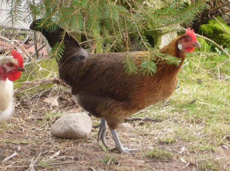 Le Coq Gaulois ou Gauloise doré saumoné - Blog de l'association FERME
