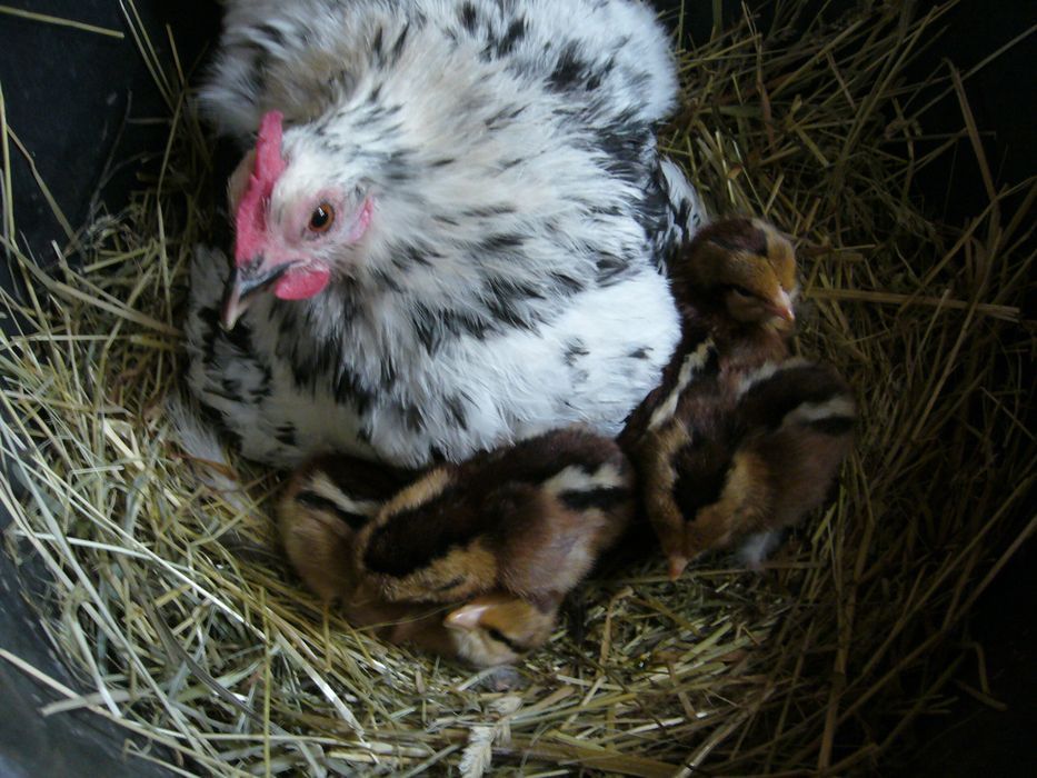 Le Coq Gaulois ou Gauloise doré saumoné - Blog de l'association FERME