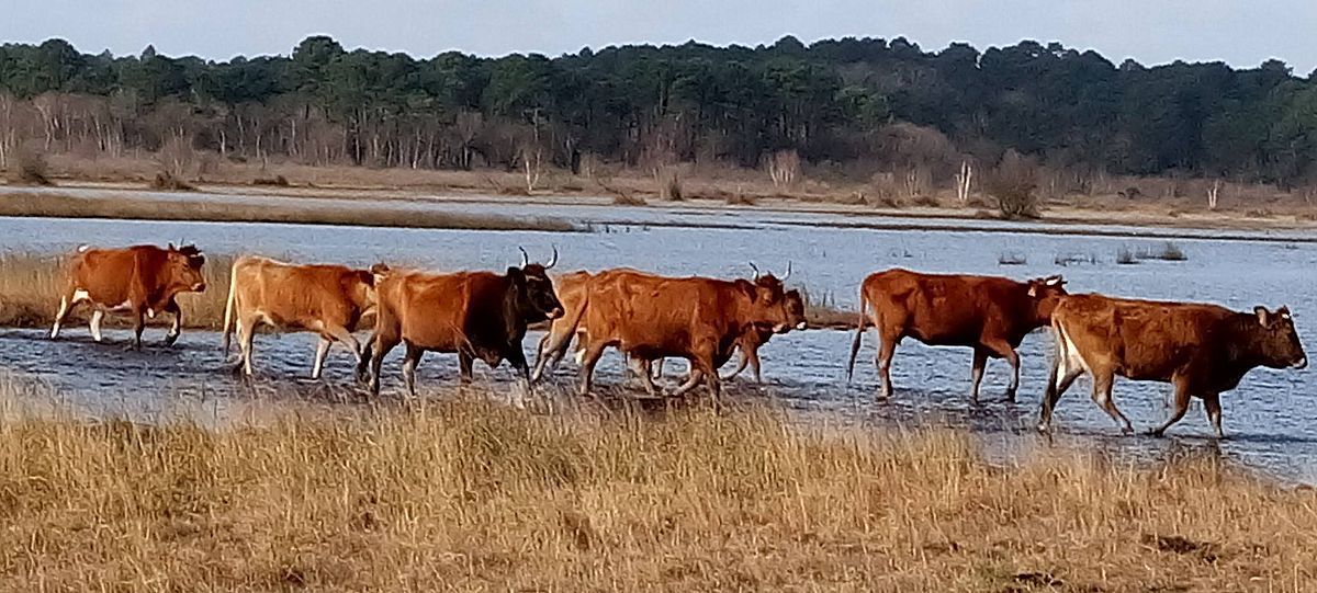 Vache Marine Landaise - Blog de l'association FERME