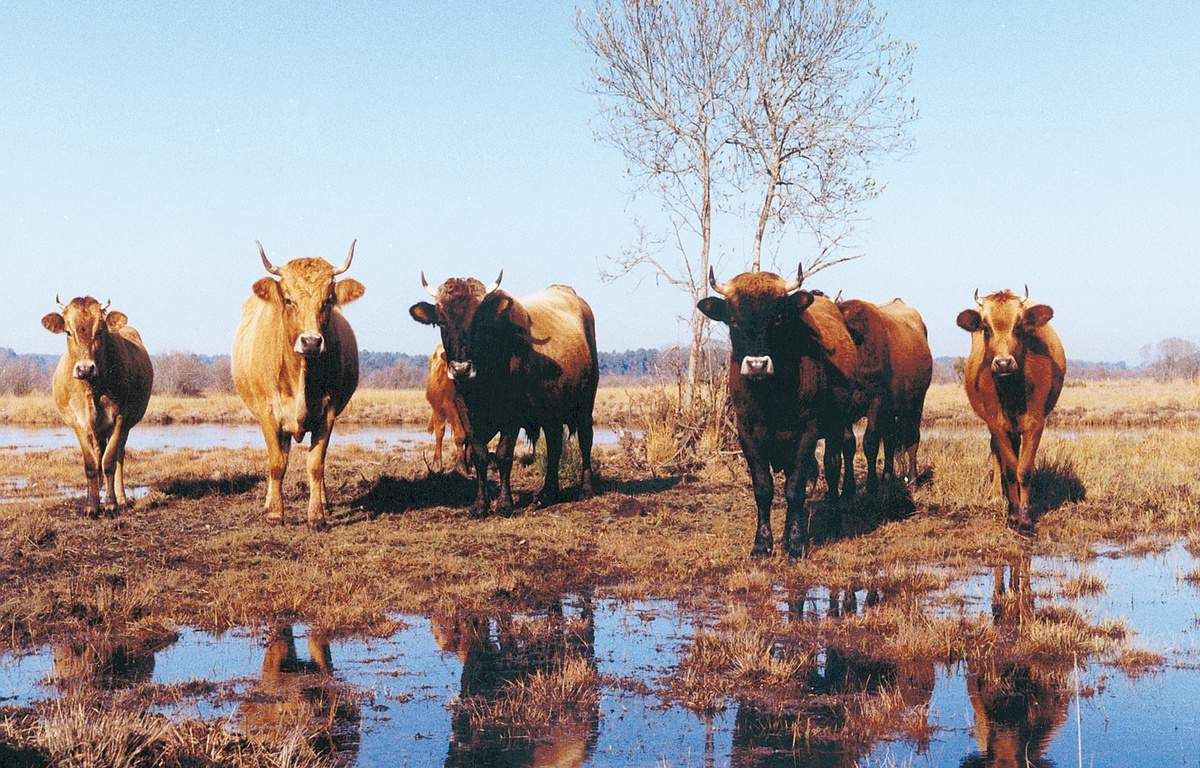 Vache Marine Landaise - Blog de l'association FERME