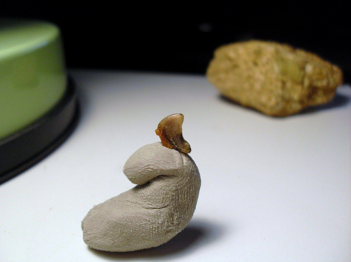 Eotrigonodon sp... - Le blog de floours 59